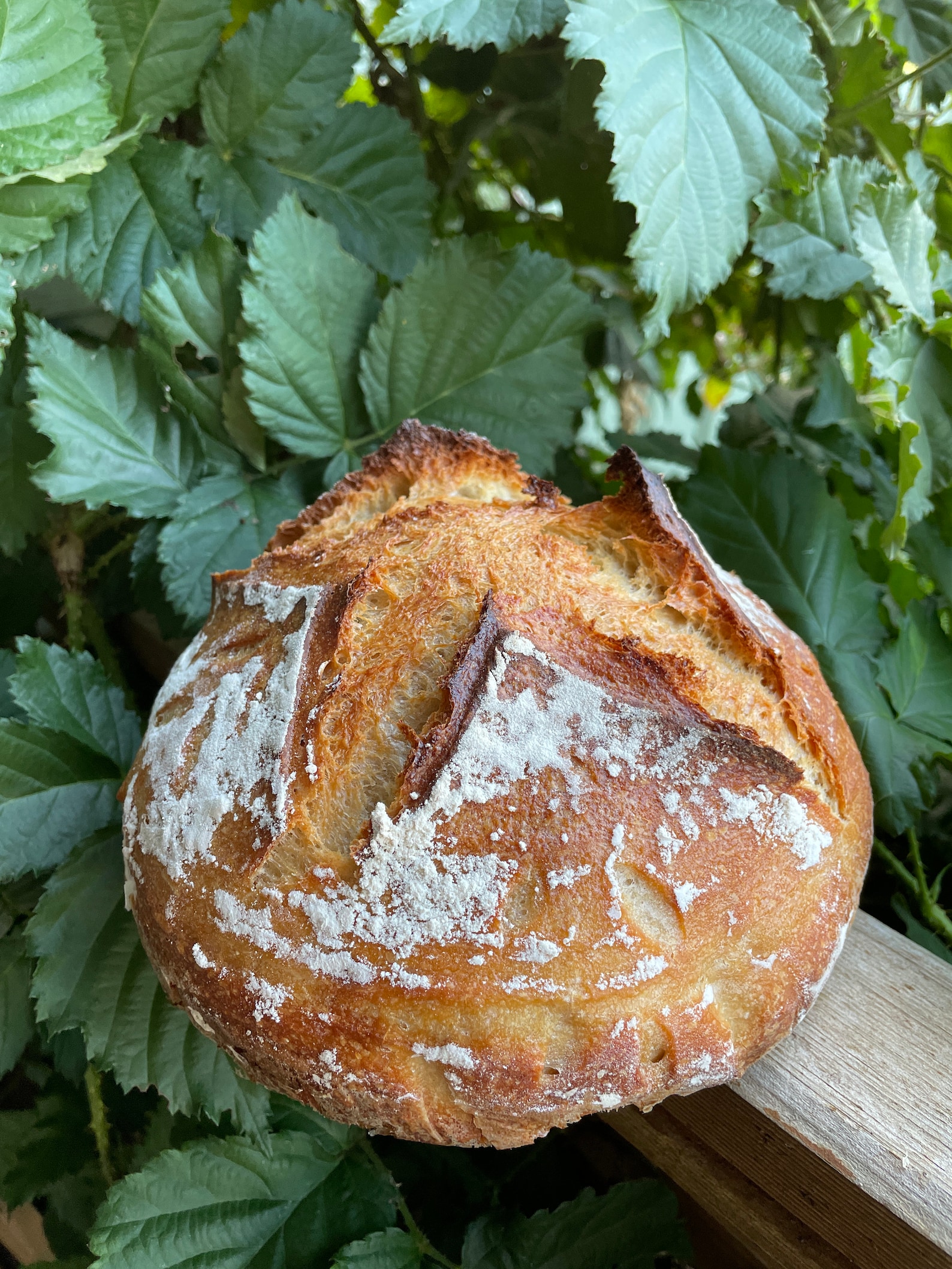 Sourdough Starter - SUPER Active! - Biodynamic, Dry Starter With ...