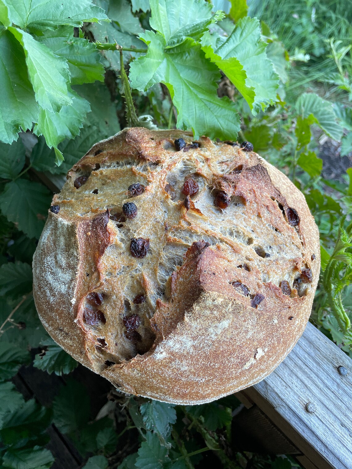 Sourdough Starter - SUPER Active! - Biodynamic, Dry Starter With ...