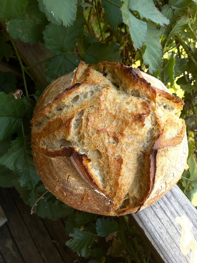 Sourdough Starter - SUPER Active! - Biodynamic, Dry Starter With ...