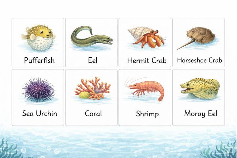 Ocean Animals Flashcard Bundle (vol. 1 & 2) - Etsy