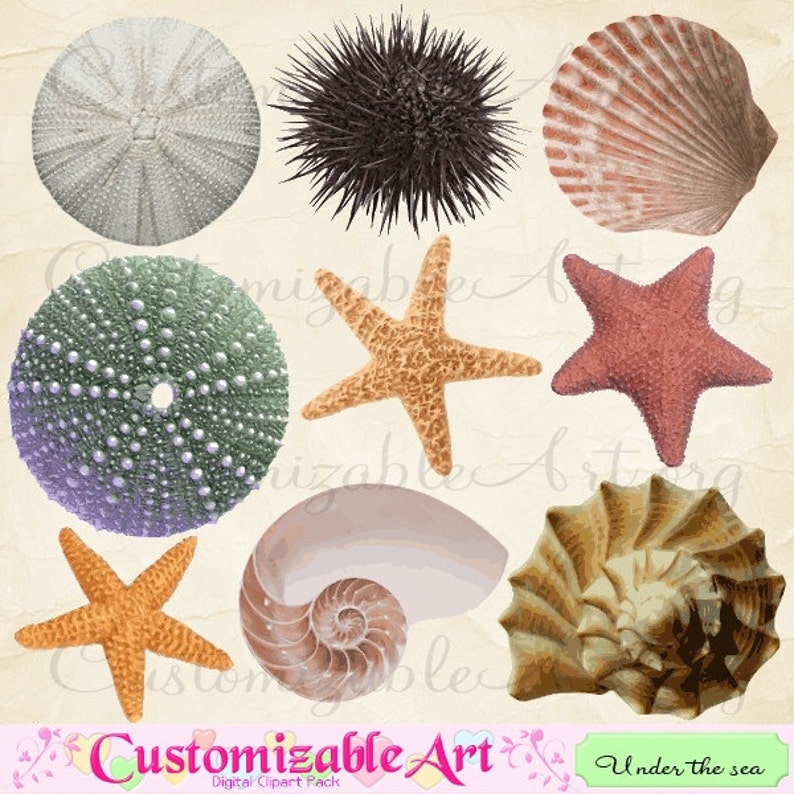 Under the Sea Clipart Seashells Starfish Shells Clip Art Sea Urchins ...