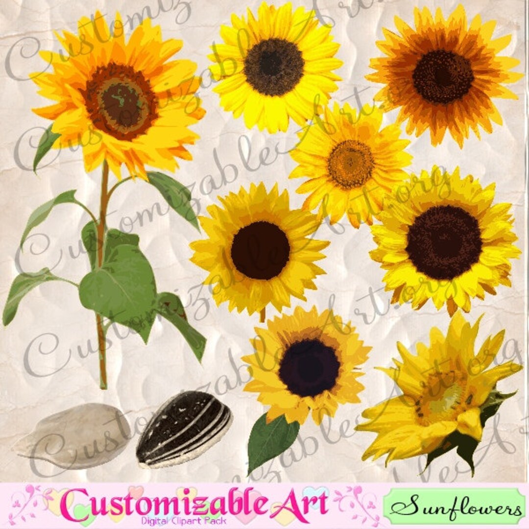 Sunflower Clipart Digital Sunflowers Clipart Images Sunflower Seeds ...