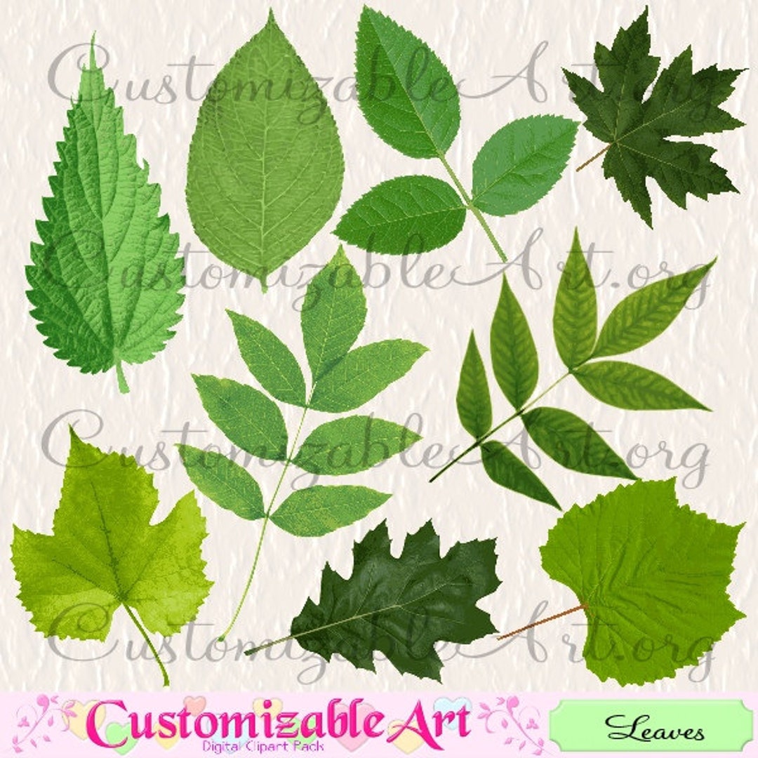 Clipart Leaf Shapes