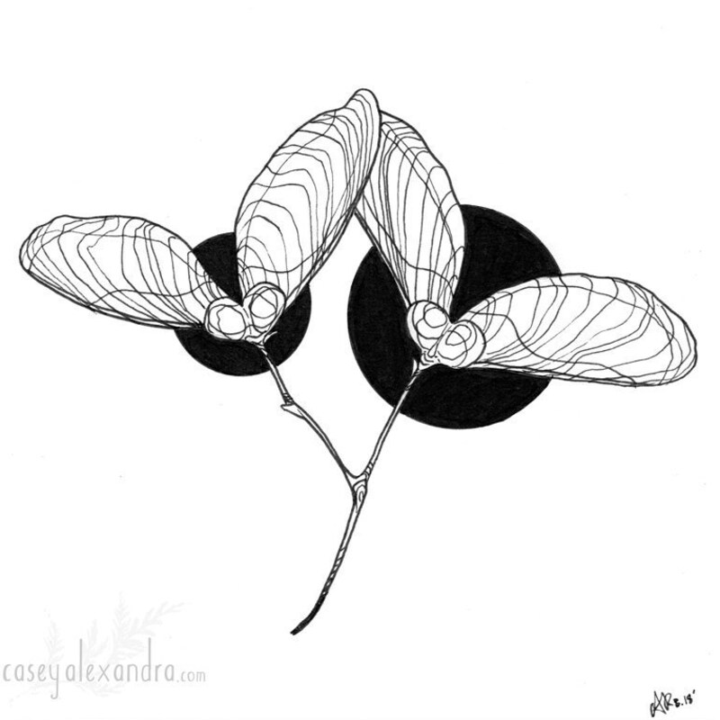 Maple Seed Drawing - Etsy