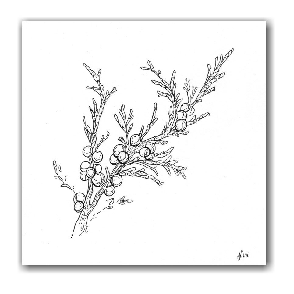 Juniper Drawing
