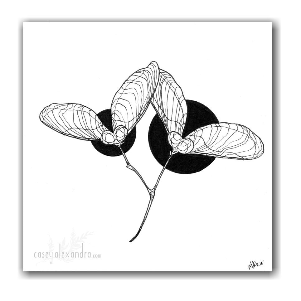 Maple Tree Seeds Drawing