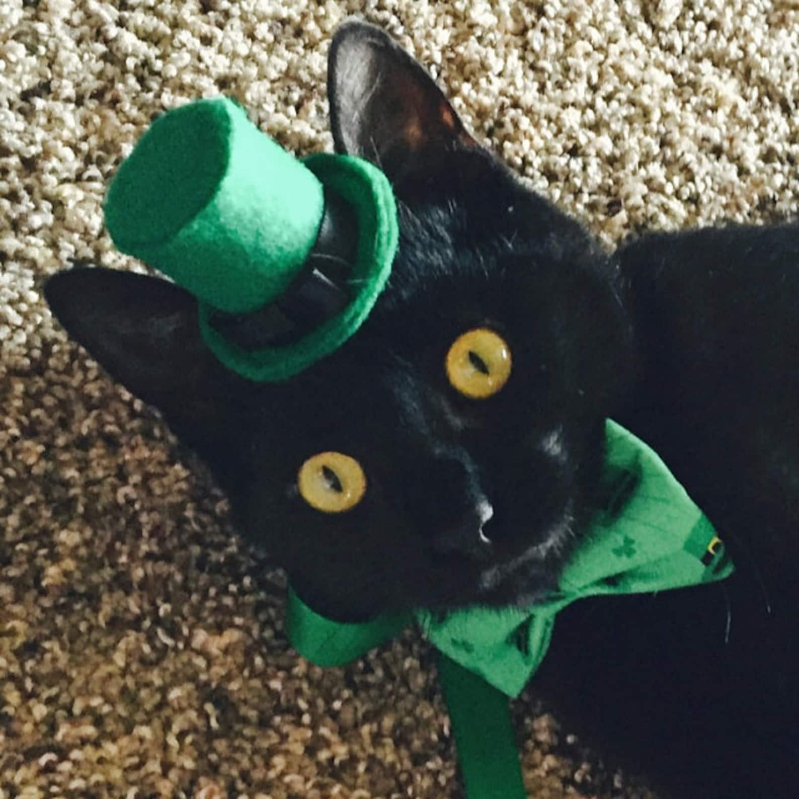 Gentleman's Bowler Top Hat for Small Pet Cat Dog Hedgehog Vogue Guinea ...