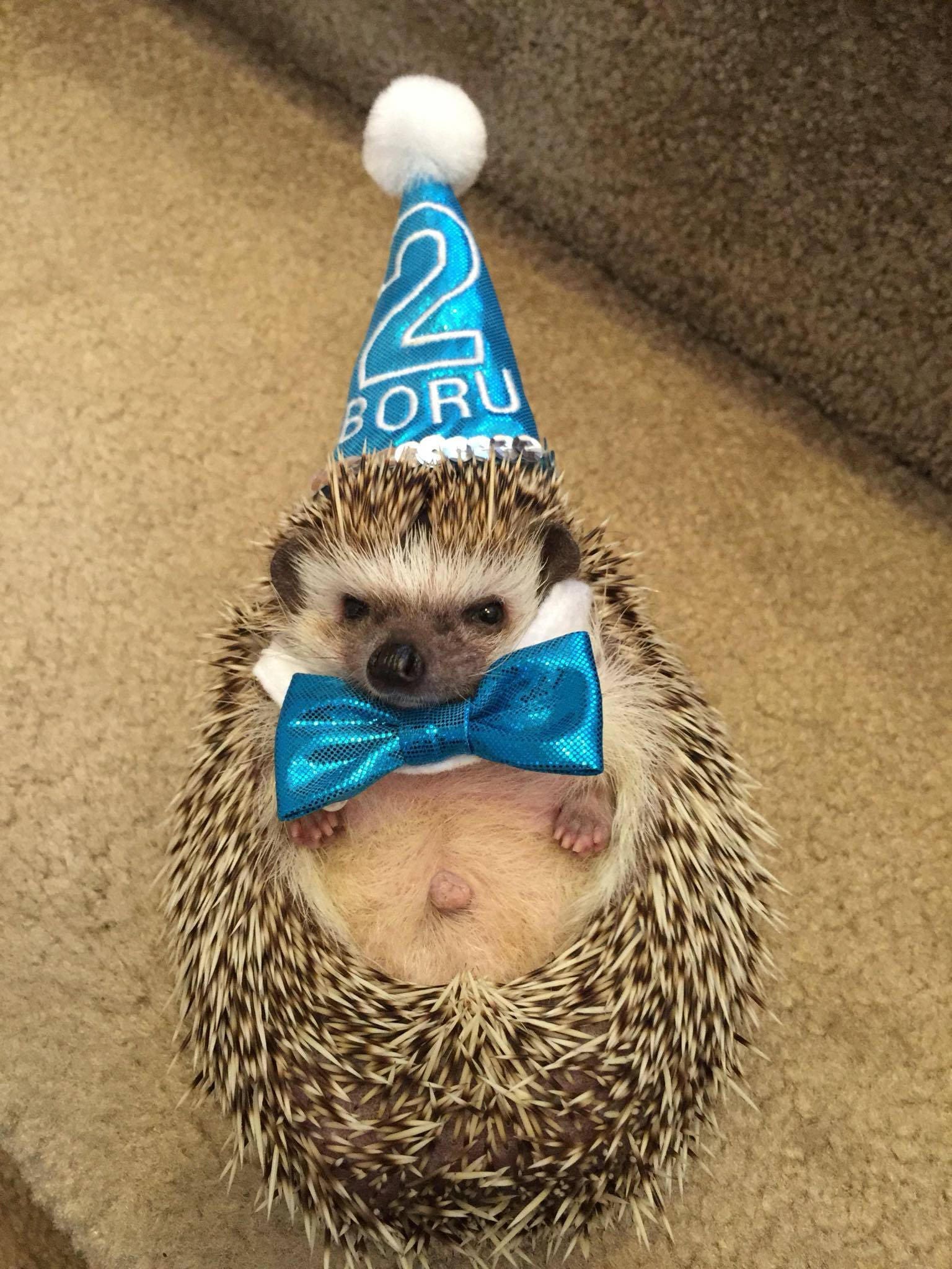 Hedgehogs In Hats