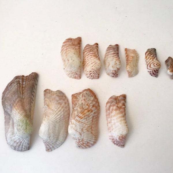 Turkey Wing Shells - Etsy