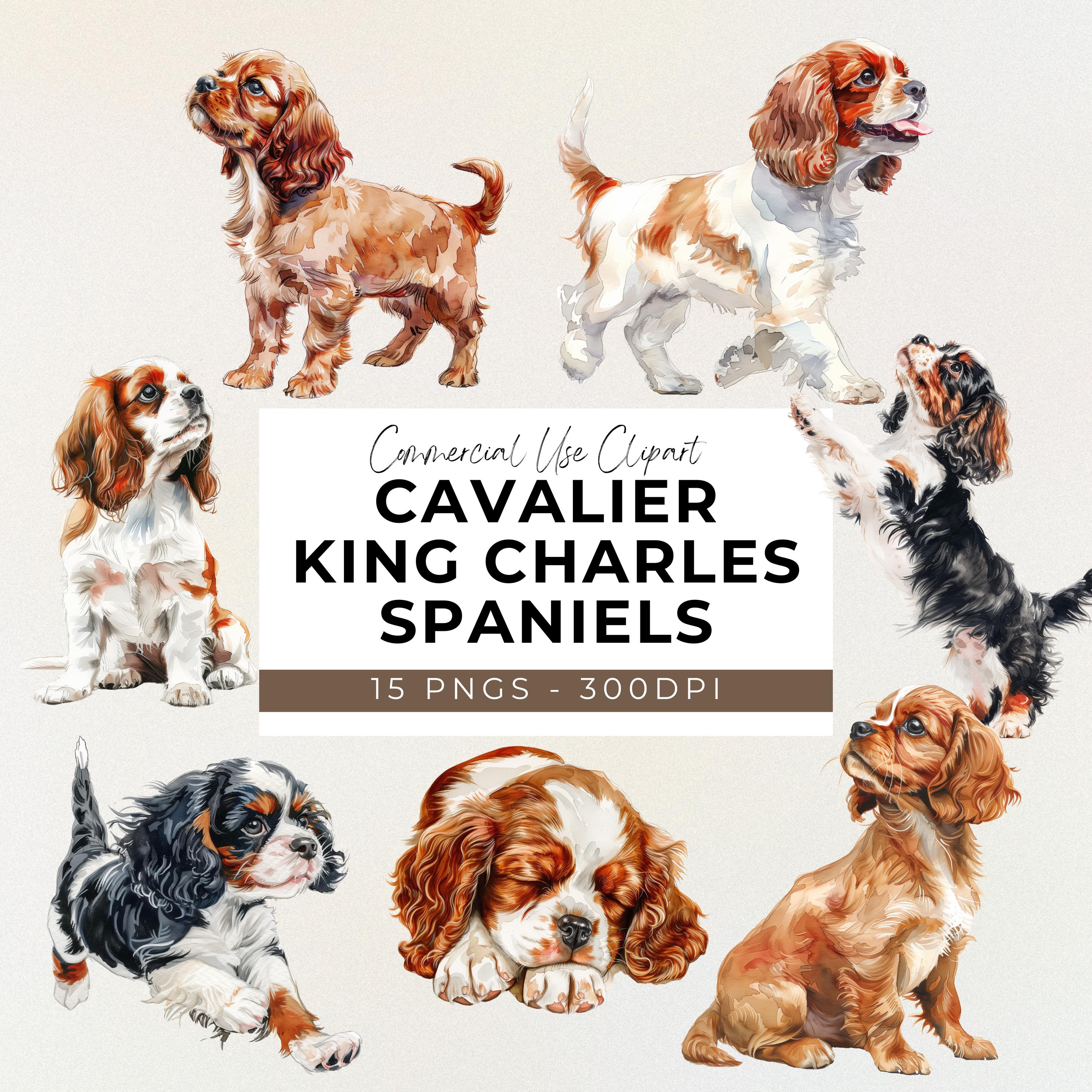 Cavalier King Charles Clipart - 15 PNG - Transparent - Digital Download ...