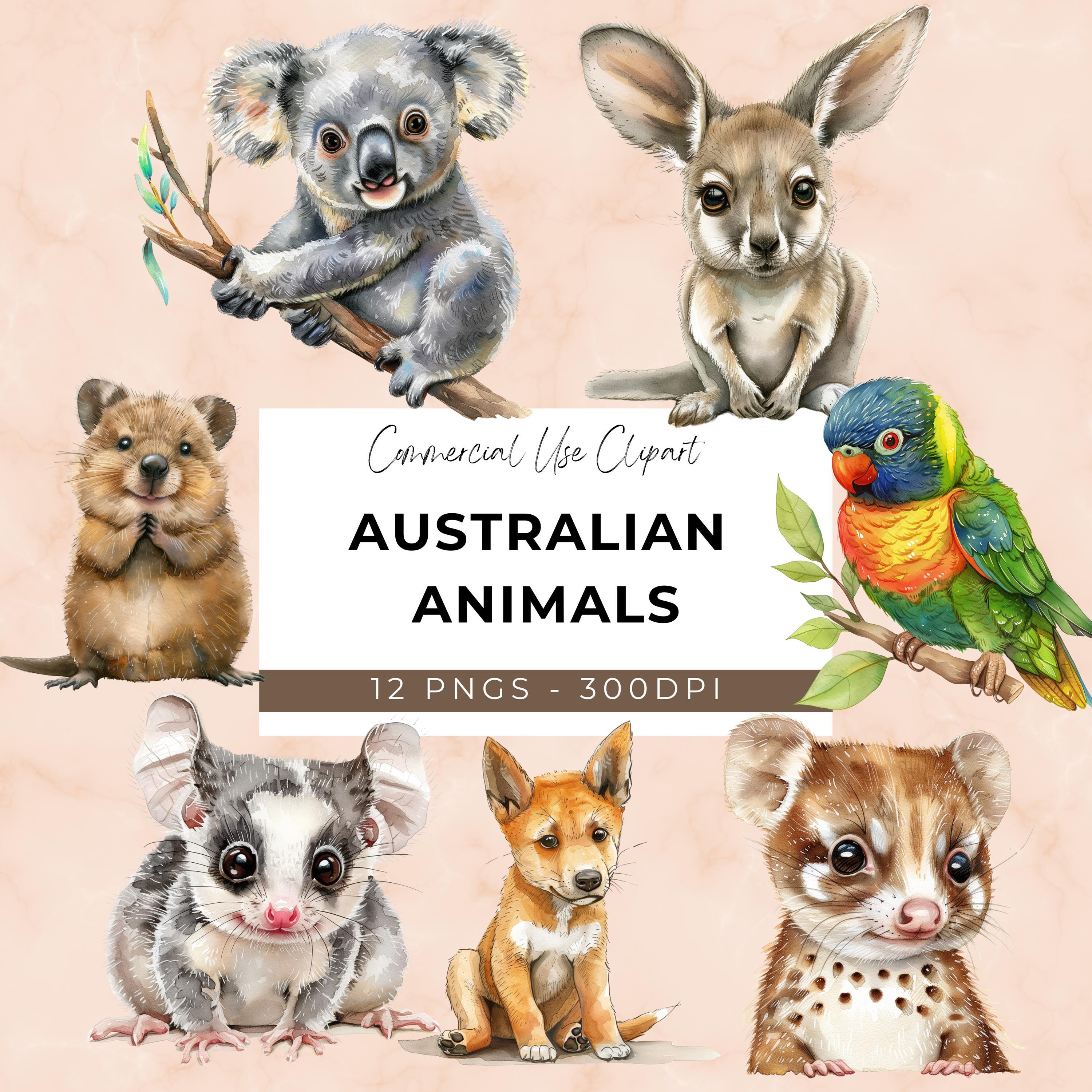 Cute Australian Animal Clipart - 12 PNG - Digital Download - Crafting ...
