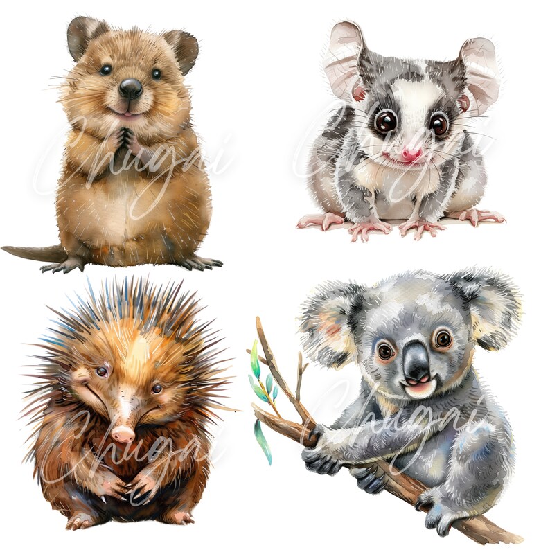 12 PNG Cute Australian Animal Clipart Digital Download Crafting Design ...