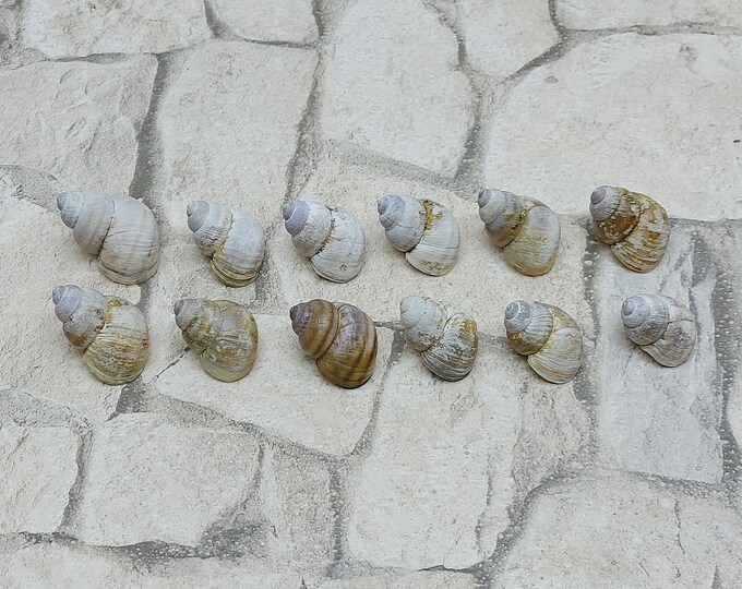 12 Pcs. Snail Shells 1.9 Inches - 1.7 Inches - 1.4 Inches Garden Snail ...
