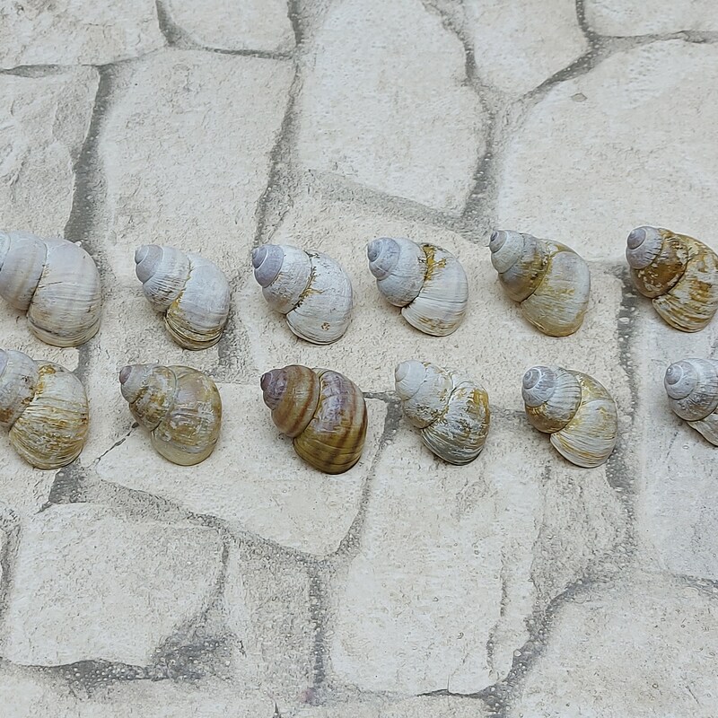 Snail Shells - Etsy