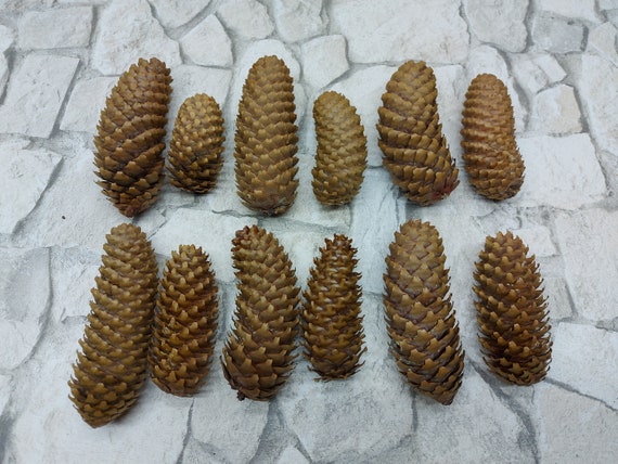 12 Spruce Pine Cones Natural Pine Cones Crafting Home Accent - Etsy