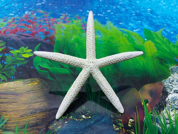 White Starfish On Beach