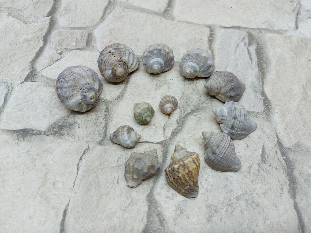 Real Sea Snail Shells: Black Sea Rapans, Beach Wedding Decor (12psc) - Etsy