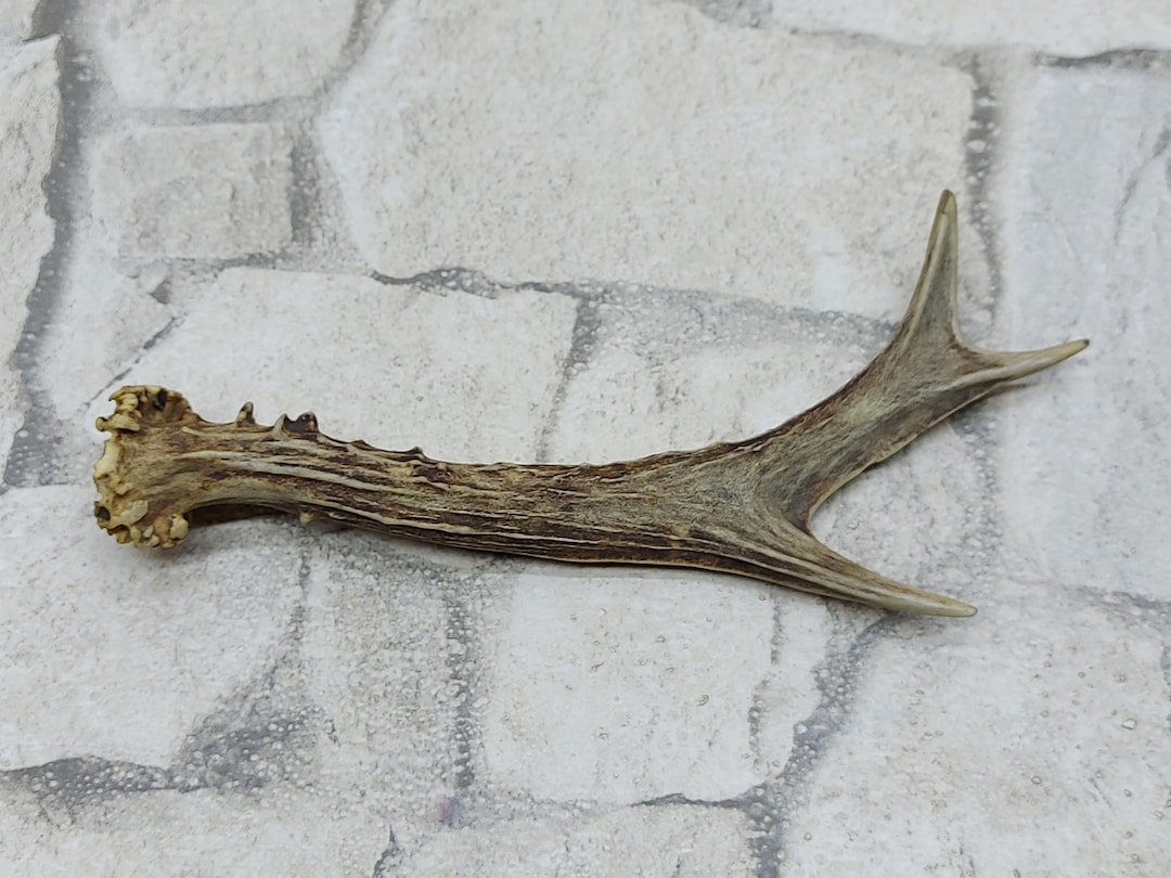 Roe Deer Antler Roe Deer Antler Single Roe Deer Antler Genuine Roe Deer ...