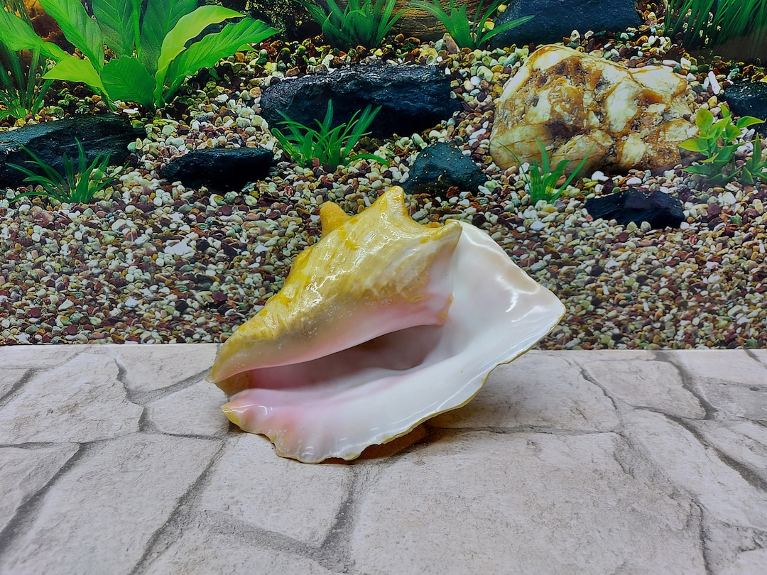 Large Pink Queen Conch Shell: Bahamian Altar Piece, Bathroom Decor (8.7 ...