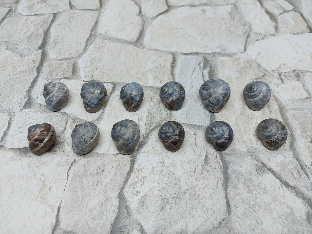 12 Garden Snail Shells: Gray, Brown, and White (1.8-2 Inches) - Etsy