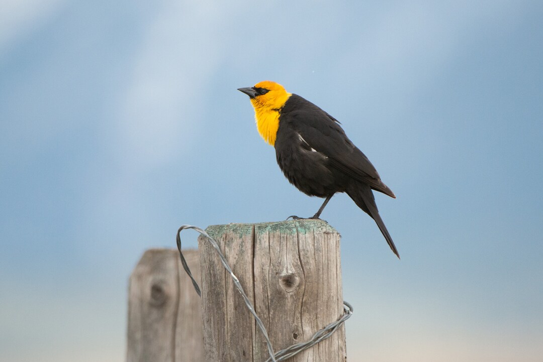 Yellow-headed Black Bird, Bird Photography Print, Yellow Bird, Nature ...