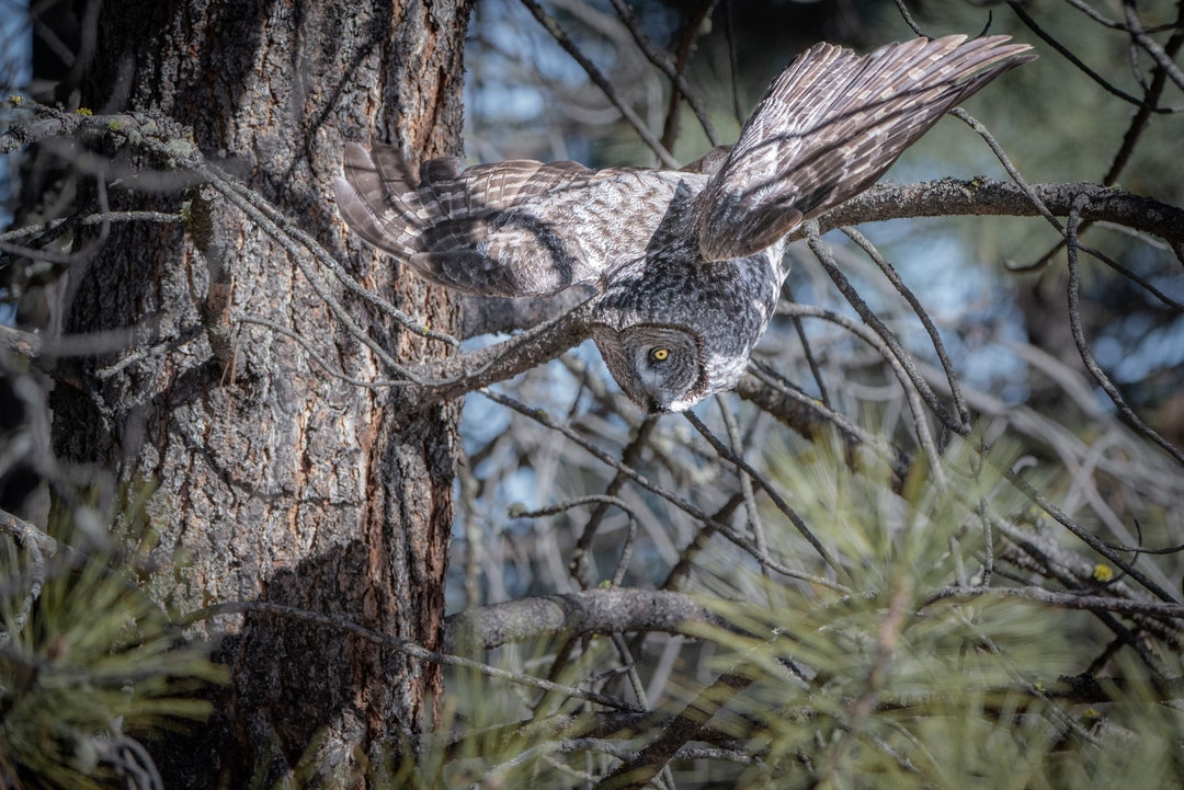 Great Gray Owl in Flight Photography Print or Metal Print, Owl Wall Art ...