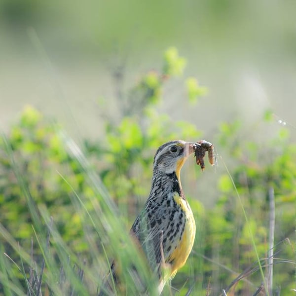 Western Meadowlark Print - Etsy