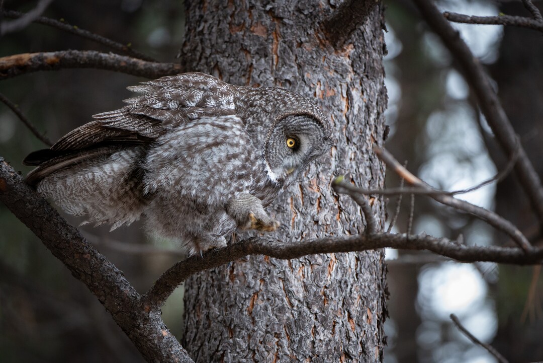 Great Gray Owl Walking on Tree Branch Photography Print or Metal Print ...