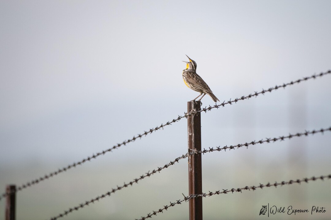 Western Meadowlark Paper or Metal Print: Montana Wildlife Photography ...