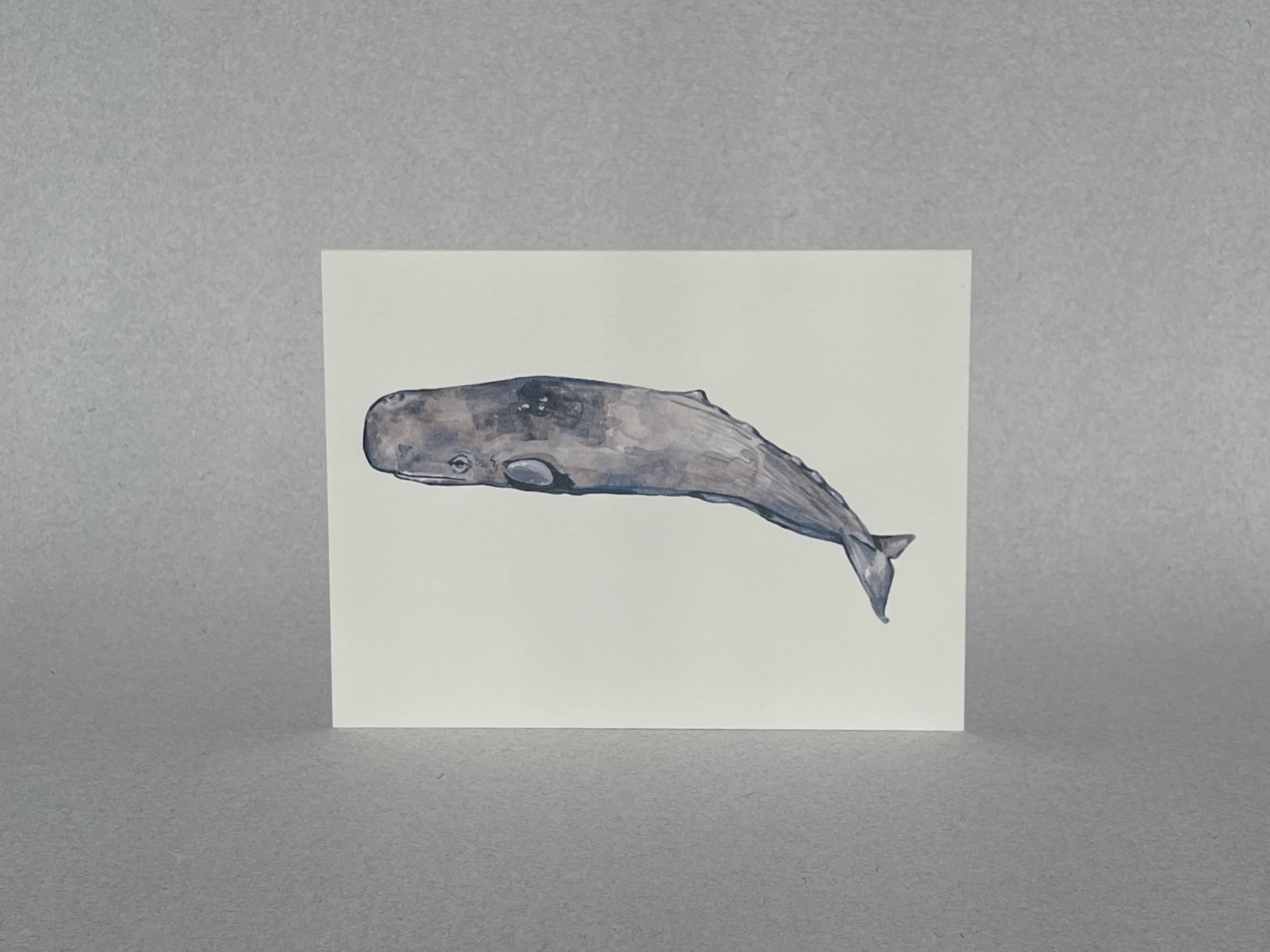 Sperm Whale Watercolour Postcards Set of 4 Whale Cards, Heavy Weight ...