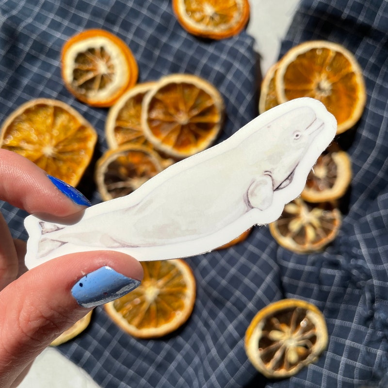 Baby Beluga - Etsy