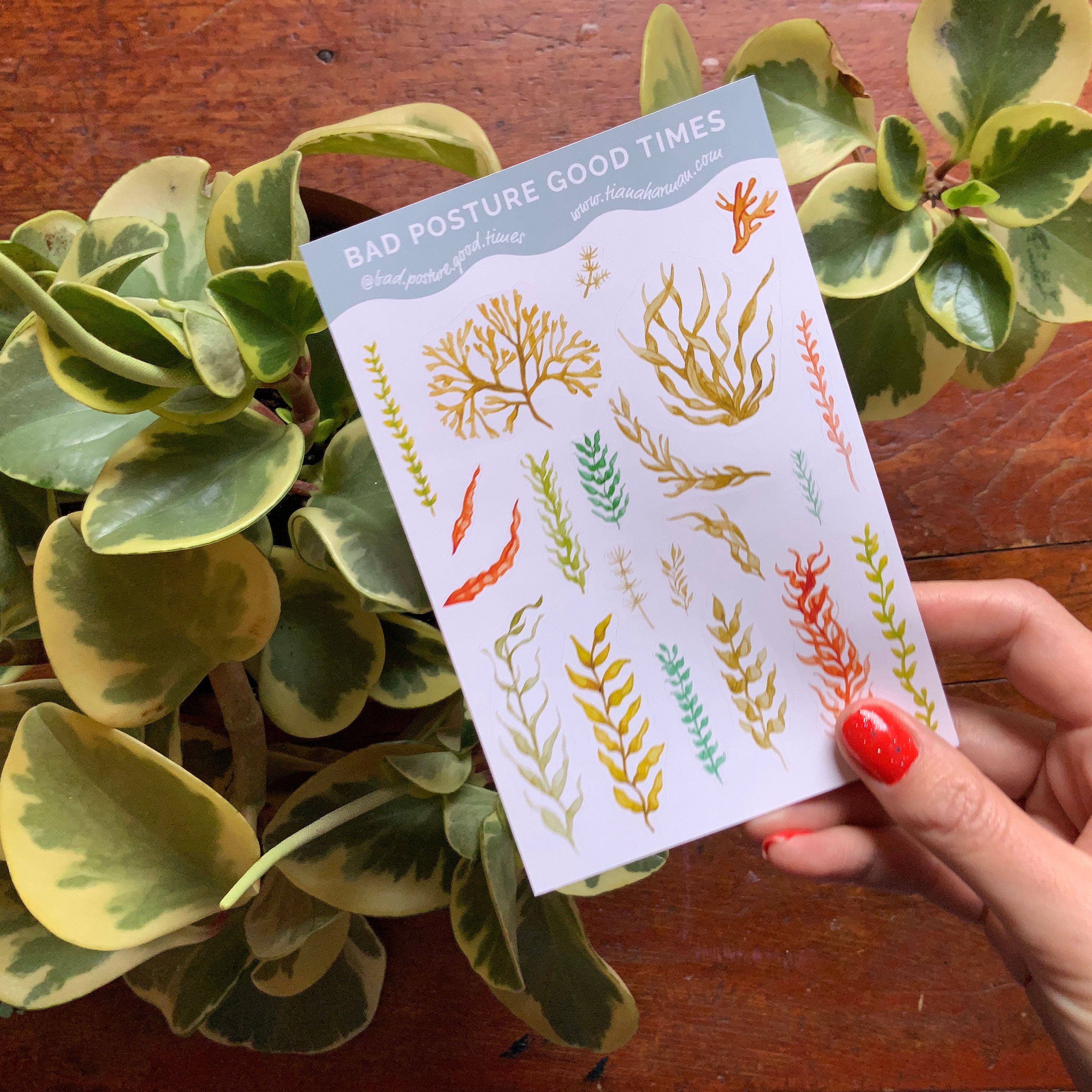 Seaweed and Kelp Sticker Sheet 21 Kelp and Seaweed Stickers - Etsy