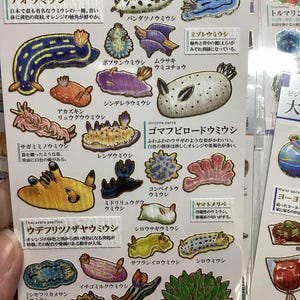 Sea Slug Stickers - Paper Stickers - Kamio Stickers - Etsy
