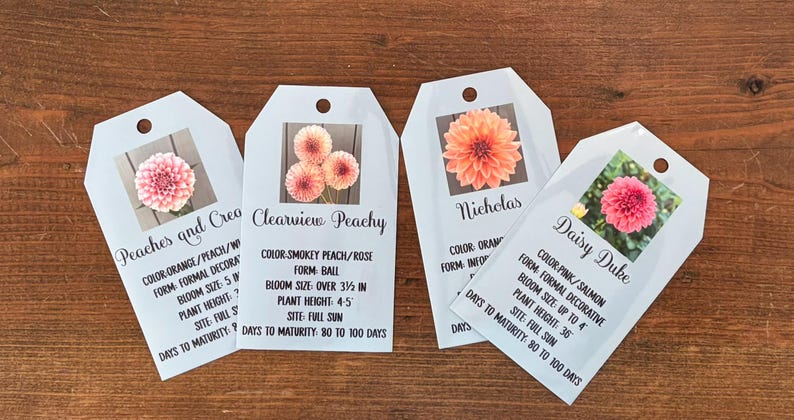 Dahlia/flower/plant Name Cards Tags - Etsy