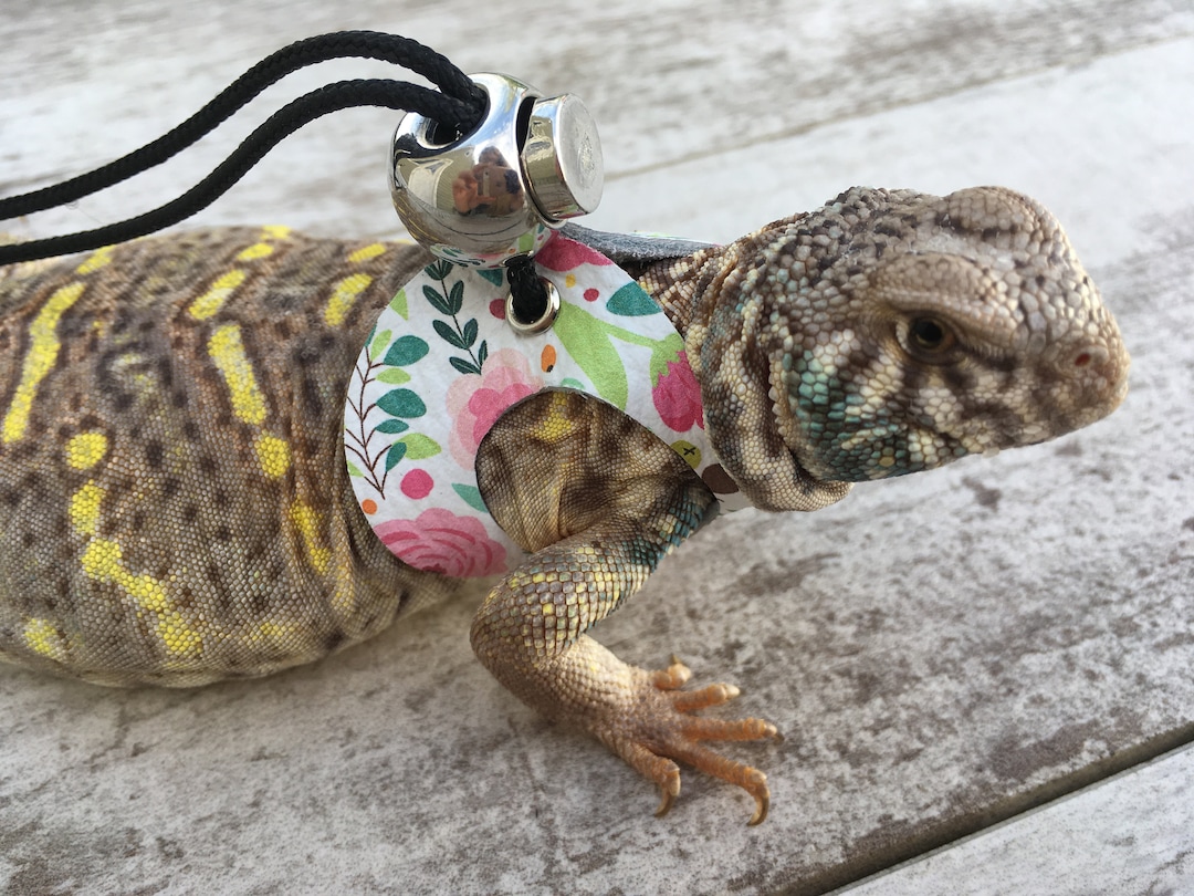 Leather Lizard Leash and Harness--spring Fling - Etsy