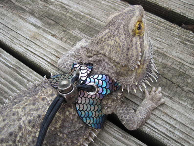 Leather Lizard HarnessAquarius | Etsy