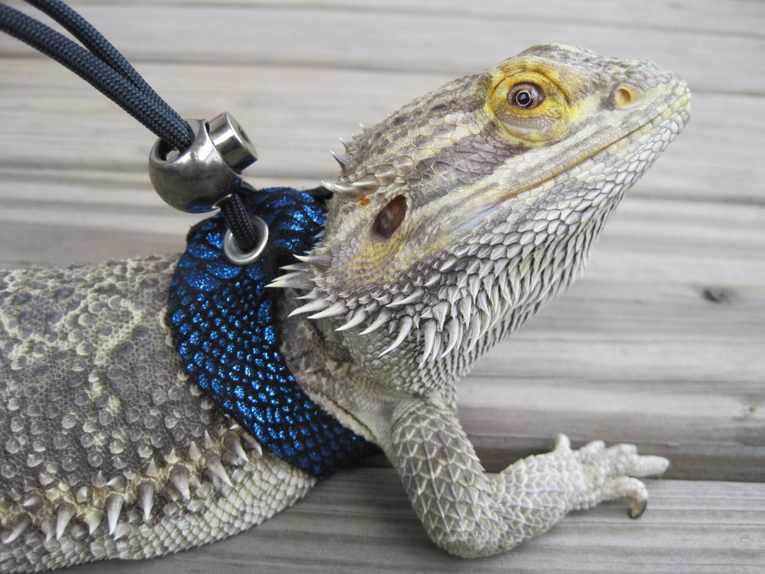 Leather Lizard Harness--water Dragon - Etsy