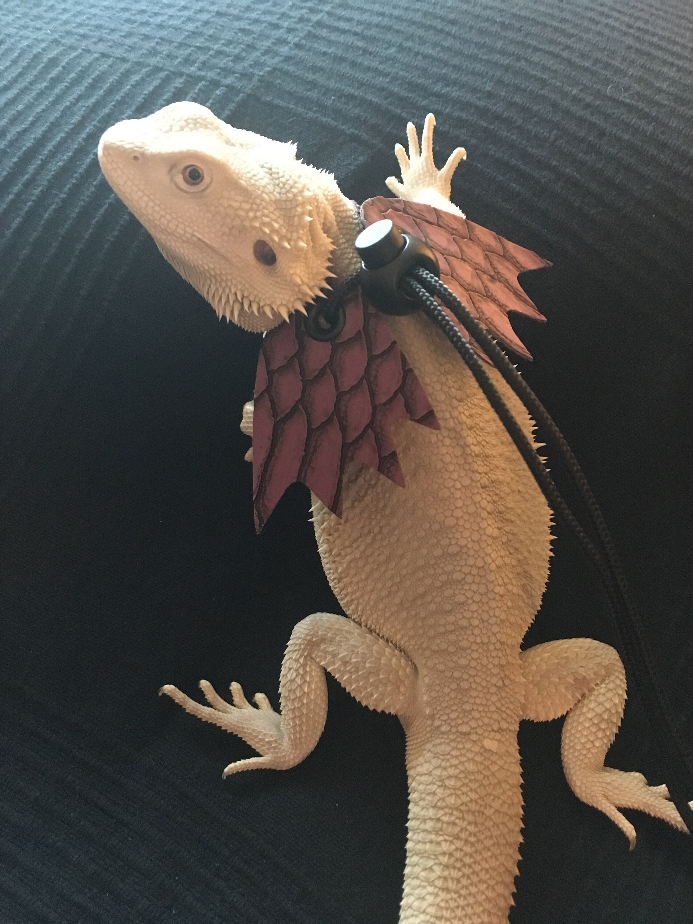 Vegan Leather Lizard Harness--purple Dragon With Wings - Etsy