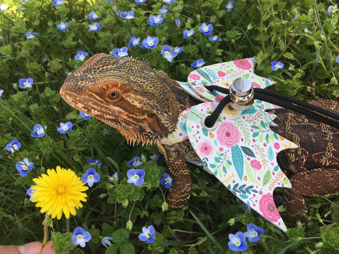 Leather Lizard Harness--spring Fling With Wings - Etsy