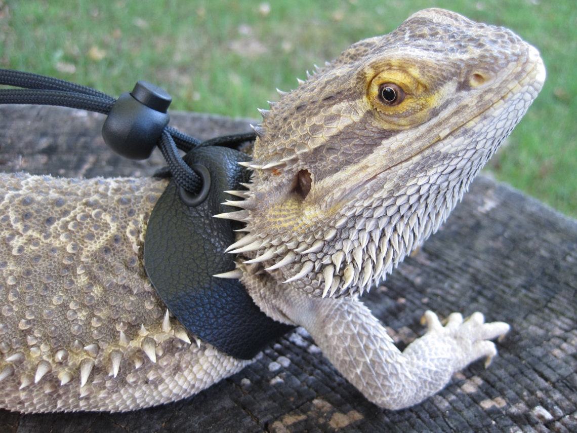 Leather Lizard Harnessblack - Etsy