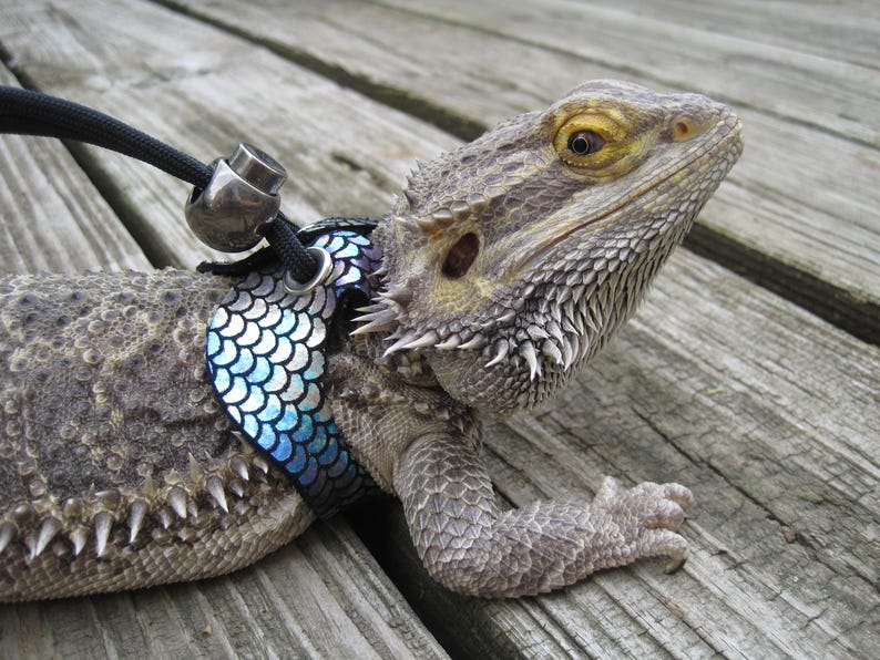 Leather Lizard HarnessAquarius | Etsy
