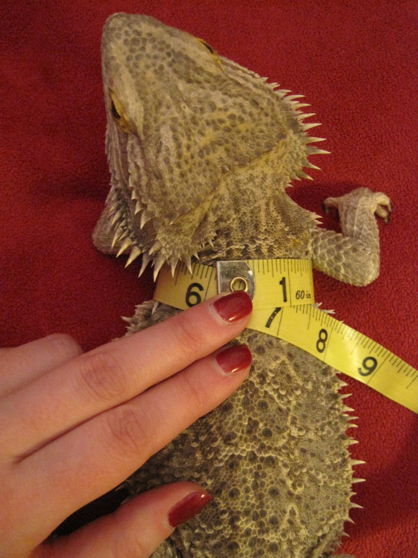 Leather Lizard Harnessaquarius - Etsy