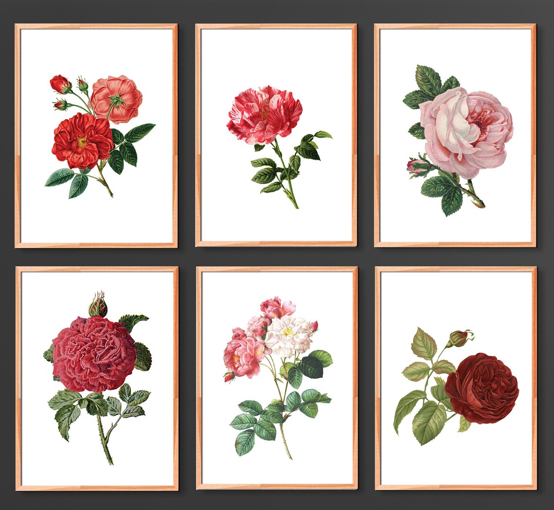 Printable Rose Set, Antique Rose Botanical Print Set of 6, Vintage ...