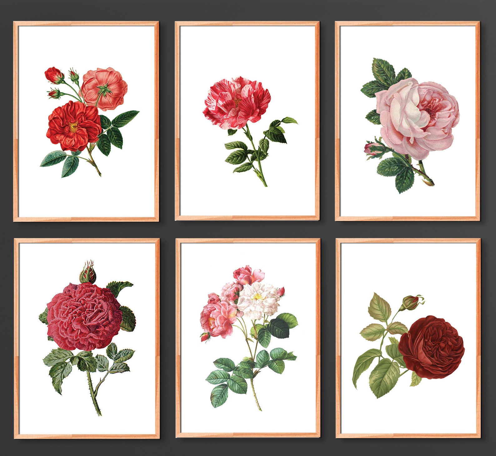 Printable Rose Set, Antique Rose Botanical Print Set of 6, Vintage ...