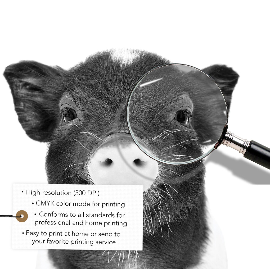 Pig Print Baby Piglet Wall Art Cute Farm Animal Photo Black - Etsy