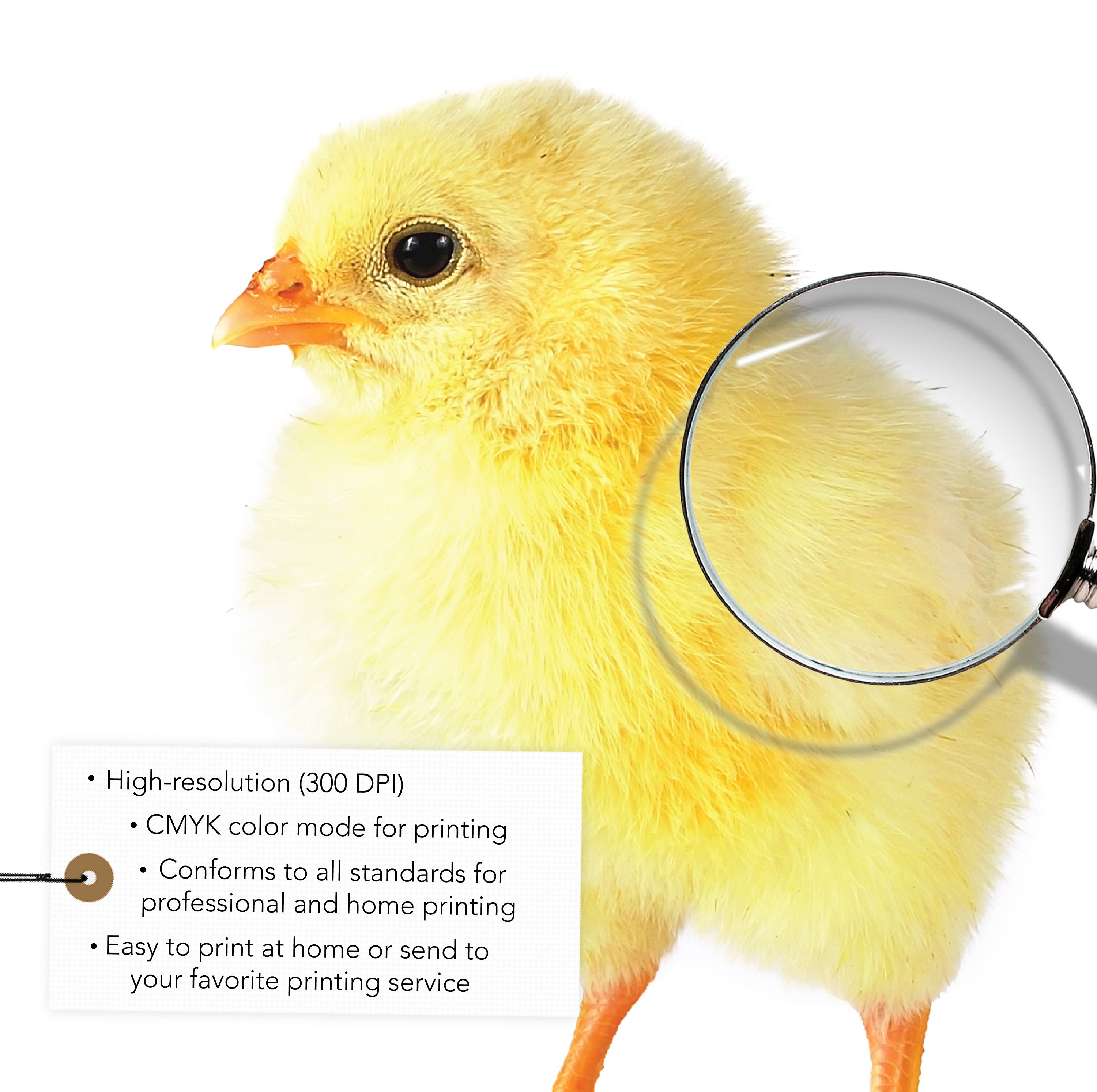 Nursery Decor, Chick Print, PRINTABLE Art, Nursery Art, Baby Animal ...