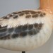 American Avocet Shorebird ,decoy, Bird Carving, Hand Carved. - Etsy