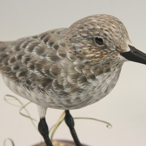 Dunlin Shorebird Woodcarving, Hand Made, Basswood, - Etsy