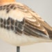 American Avocet Shorebird ,decoy, Bird Carving, Hand Carved. - Etsy