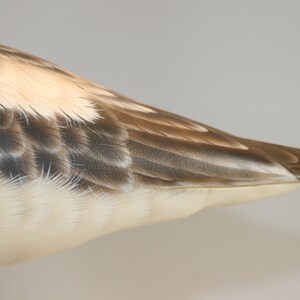 American Avocet Shorebird ,decoy, Bird Carving, Hand Carved. - Etsy